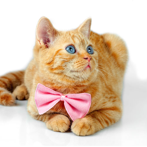 Cat Accessories - Bone & Biscuit Co.