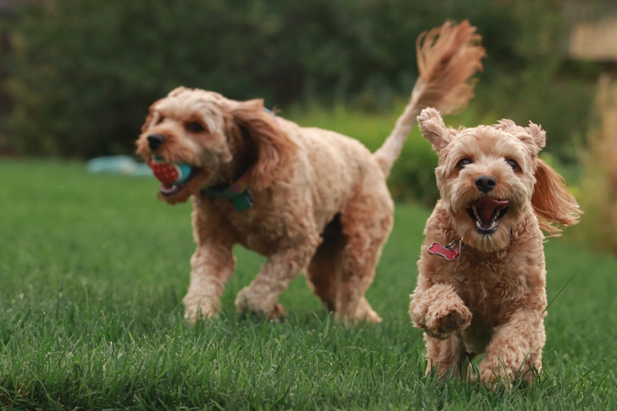 Pet Stores Edmonton Shopping Guide | The Bone & Biscuit