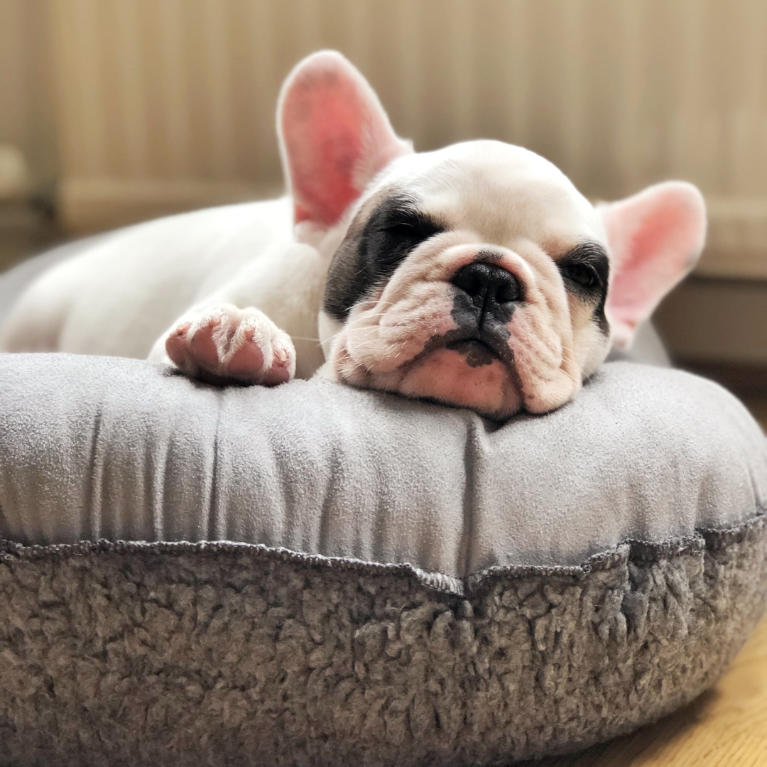 Our Guide To Winter Dog Accessories | the Bone & Biscuit