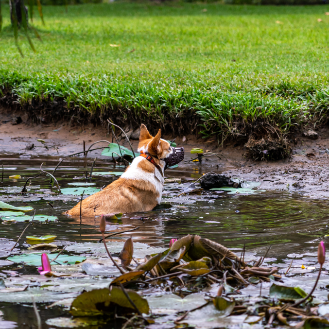 16 Spring Pet Safety Tips for Canadian Pet Parents