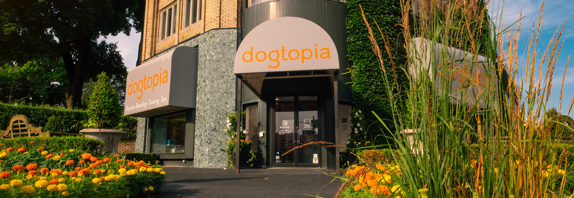 Win One Week of Free Daycare at Dogtopia!
